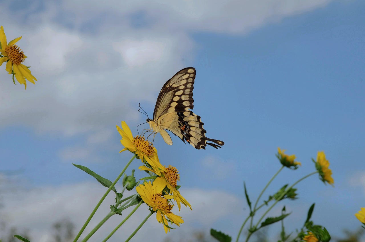 Butterfly Flower Nature - Free photo on Pixabay