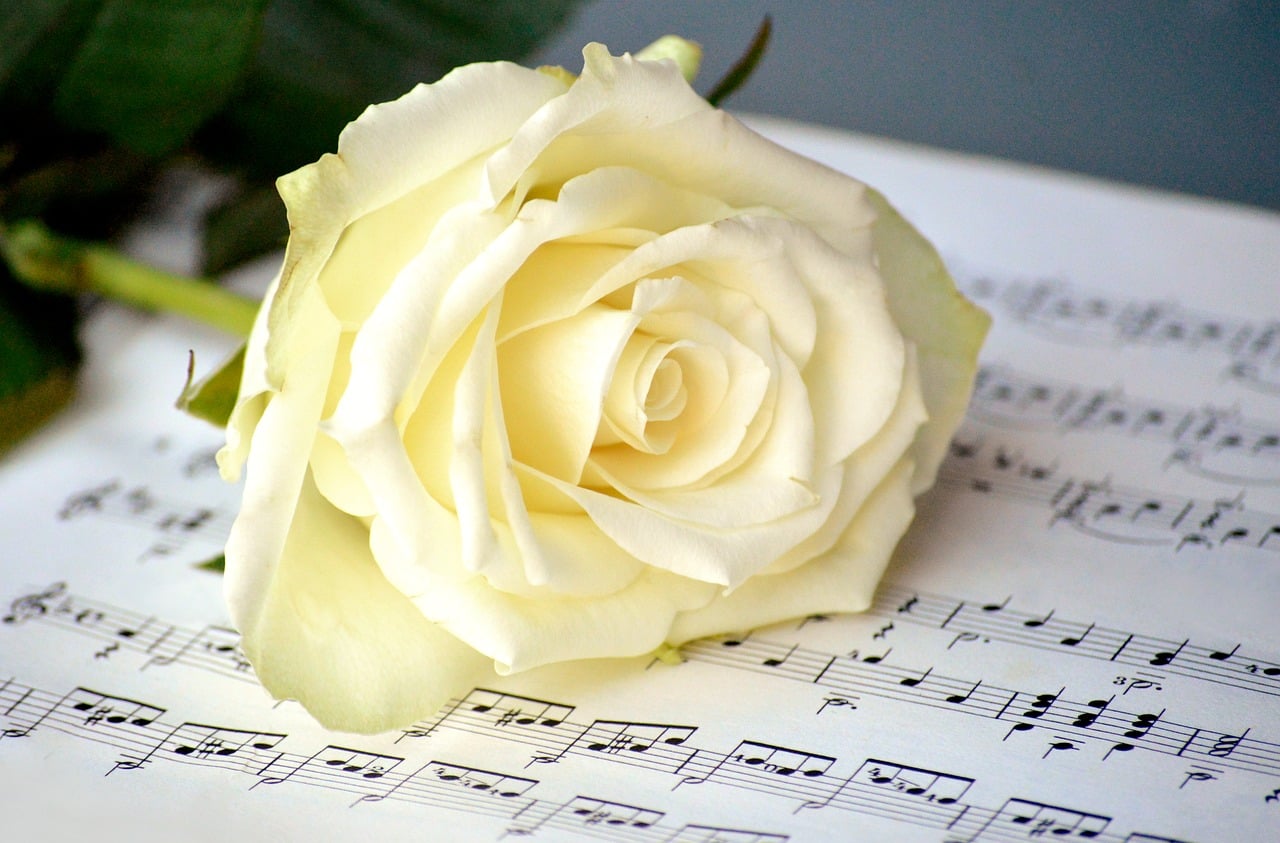 Yellow Rose Sheet Music Romantic - Free photo on Pixabay