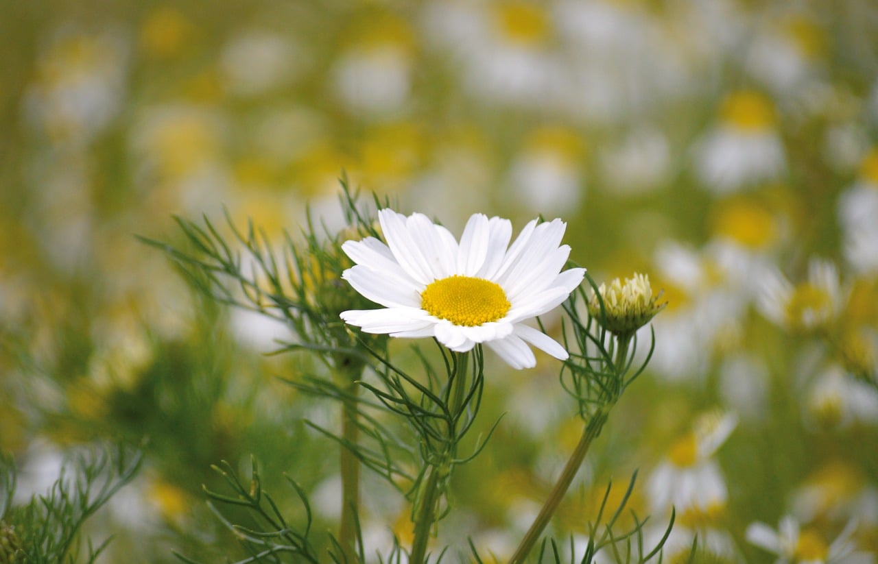 Chamomile Matricaria Chamomilla - Free photo on Pixabay