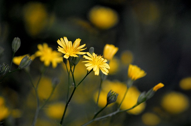 Yellow Flowers Nature Wild Plant - Free photo on Pixabay