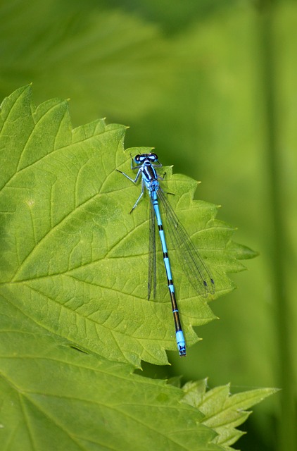 Dragonfly Blue Leaf - Free photo on Pixabay