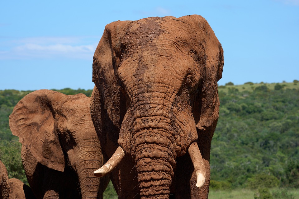 Elephant Africa Wildlife - Free photo on Pixabay