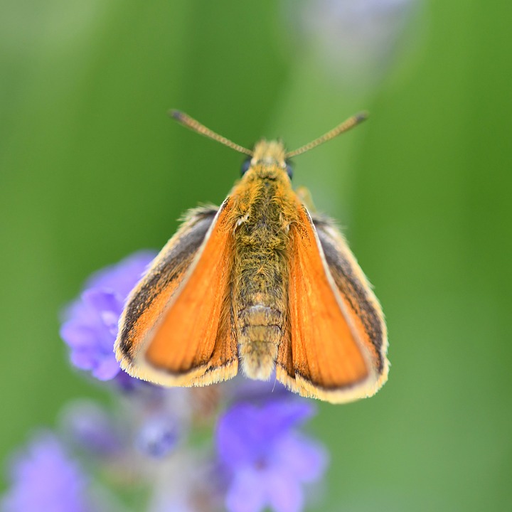 Butterfly Essex Nature - Free photo on Pixabay