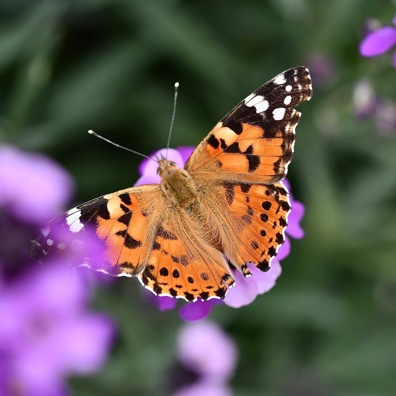 Butterfly Nature Painted Lady - Free photo on Pixabay