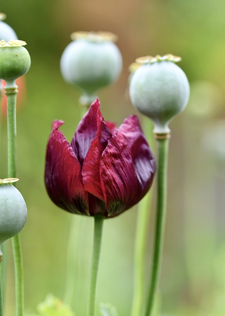 Poppy Flower Nature - Free photo on Pixabay