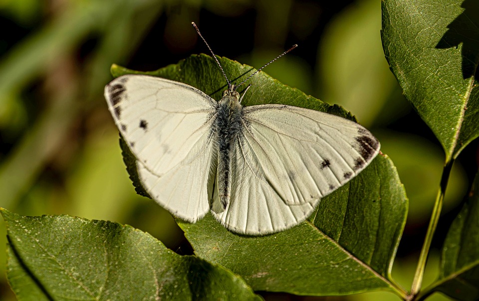 Cabbage Butterfly White Wings - Free photo on Pixabay