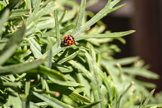 Ladybug Red Leaves - Free photo on Pixabay