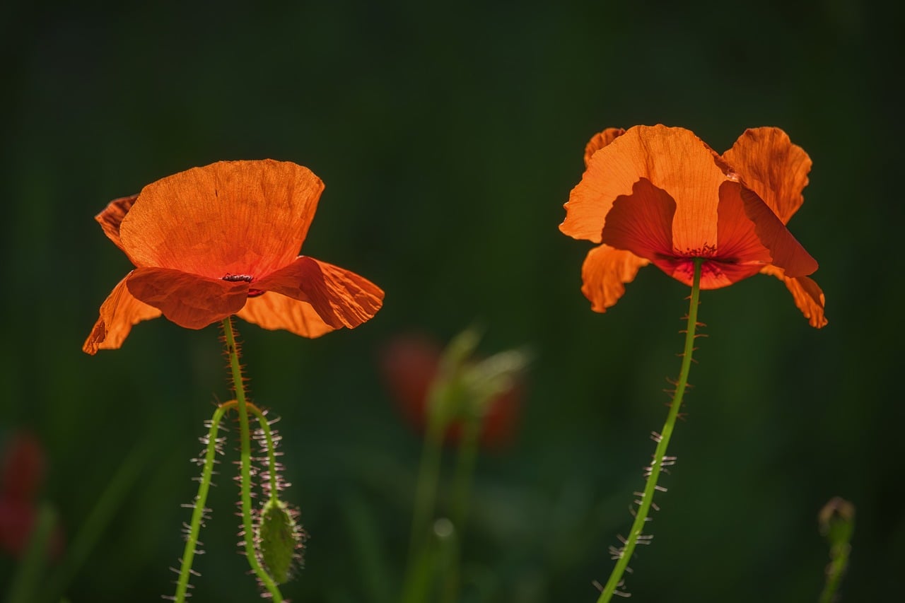 Poppy Flower Nature - Free photo on Pixabay