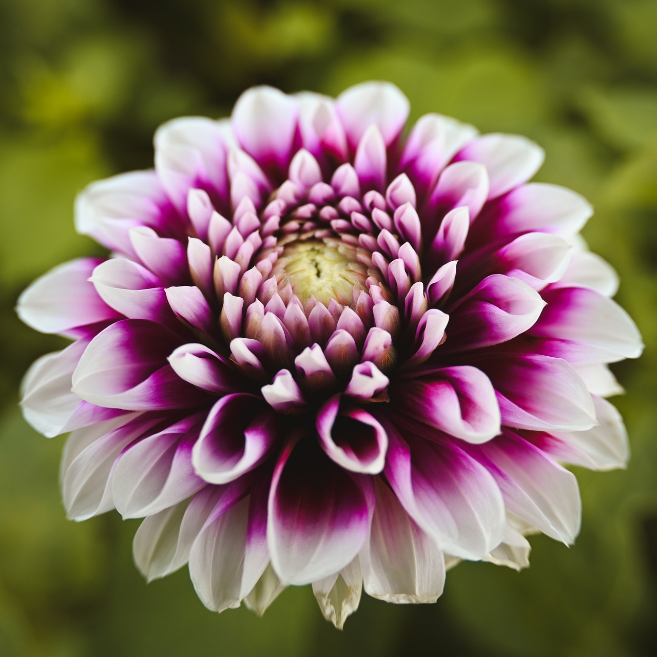 Flower Dahlia Macro - Free photo on Pixabay