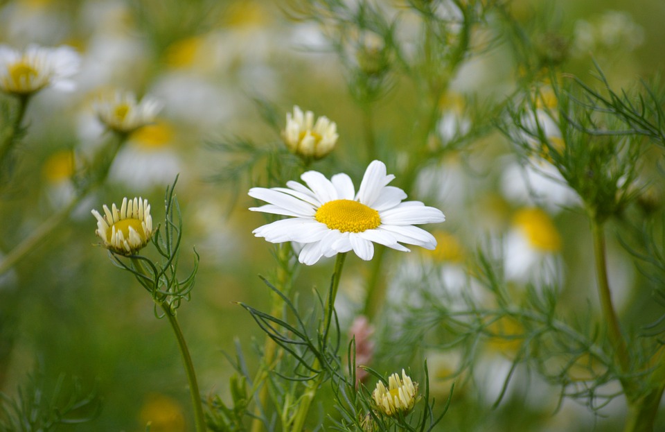 Daisy Flower Medicinal Plant - Free photo on Pixabay
