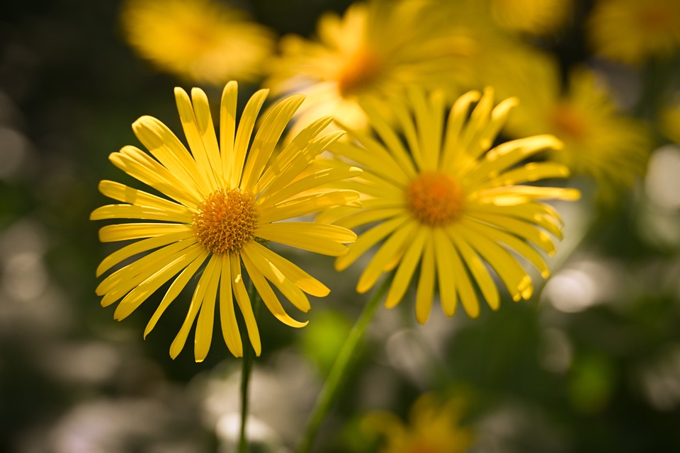 Flowers Yellow Garden - Free photo on Pixabay