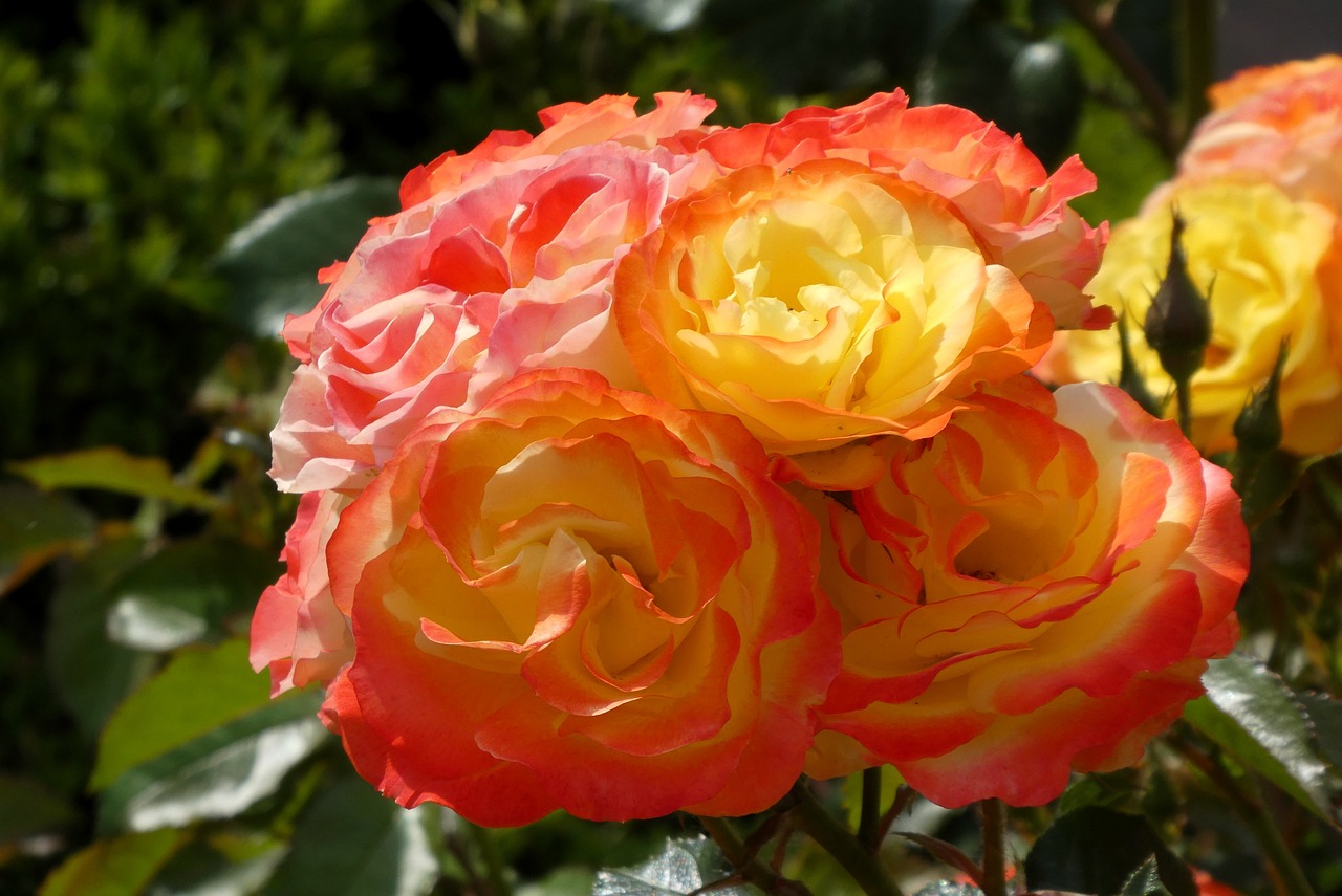 Rose Garden Flower Blooming - Free photo on Pixabay