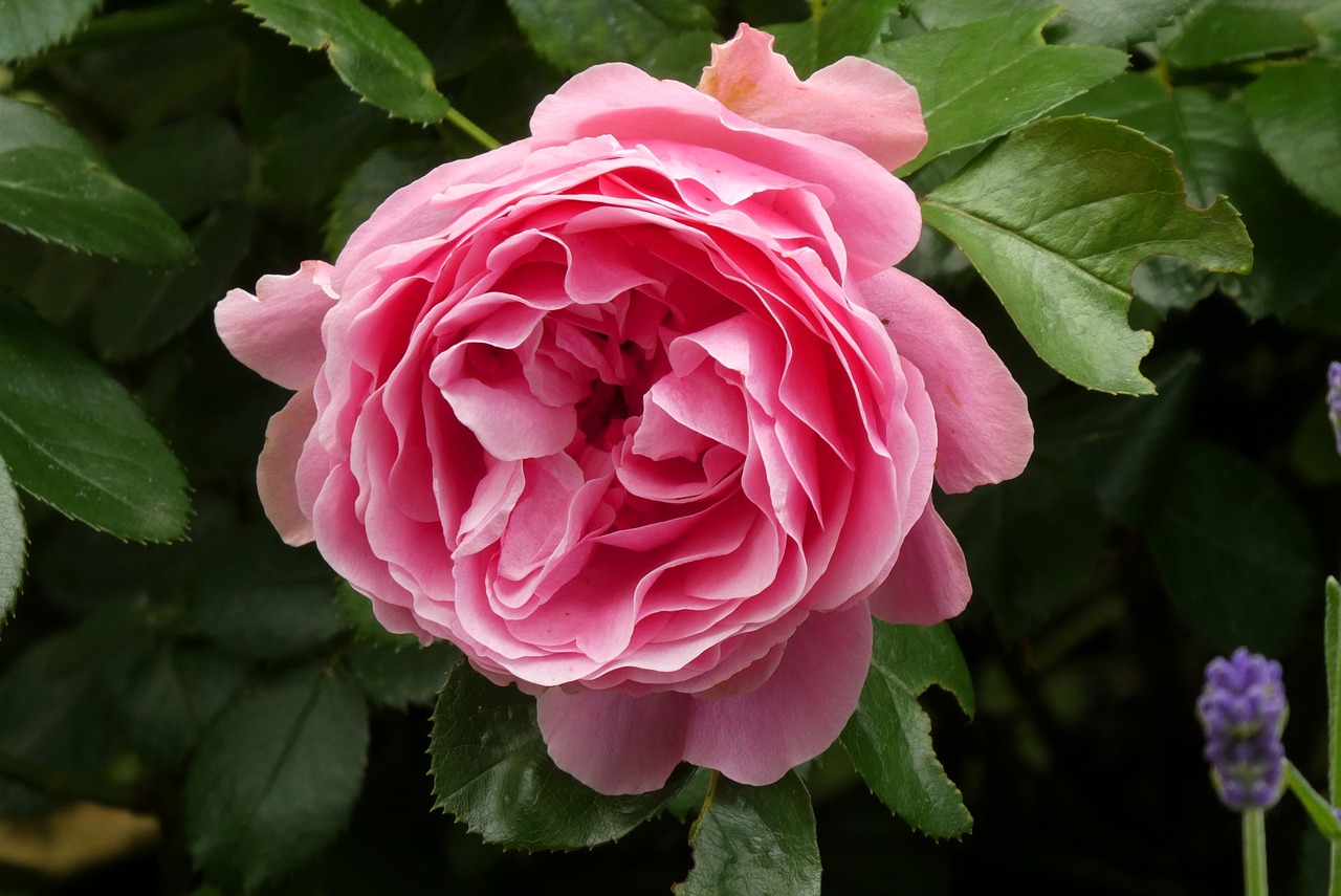 Rose Garden Flower Bloom - Free photo on Pixabay