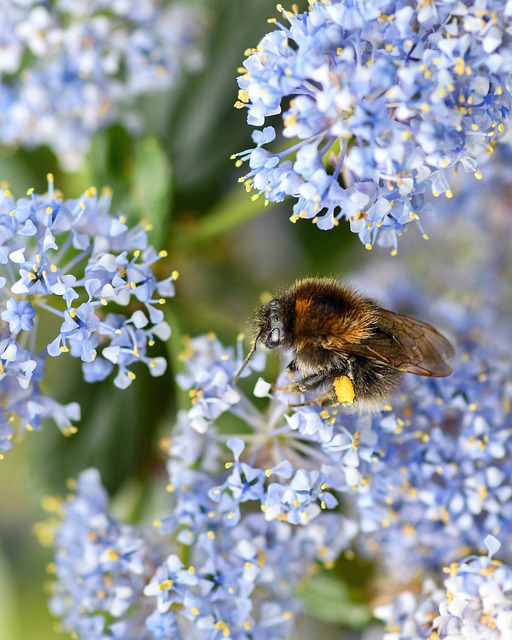 Bumblebee Pollination Macro - Free photo on Pixabay