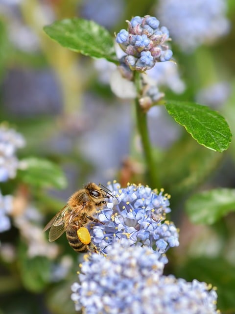 Bee Pollination Macro - Free photo on Pixabay