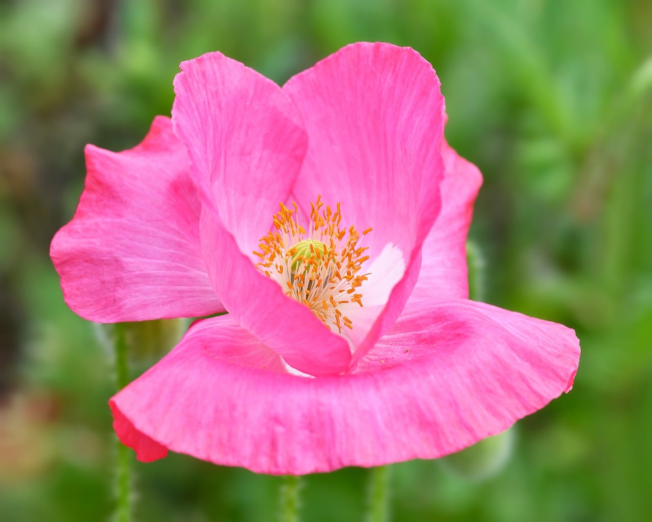 Poppy Flower Pink - Free photo on Pixabay