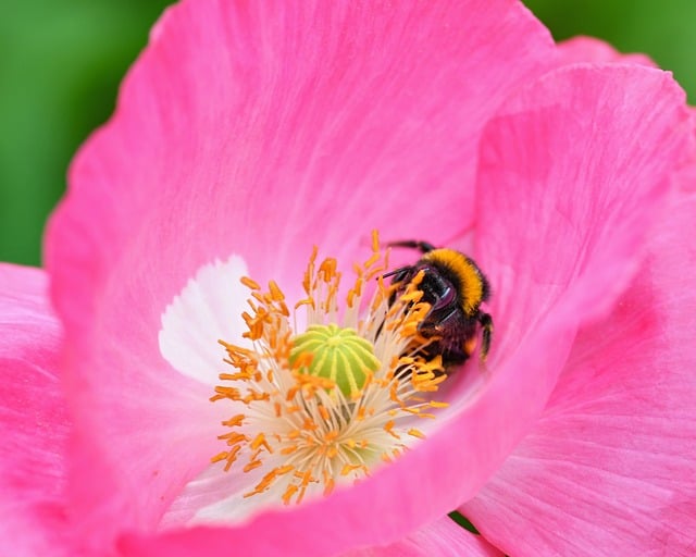 Bumblebee Flower Pink - Free photo on Pixabay