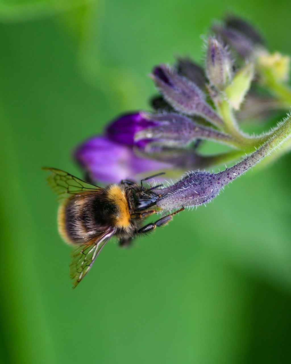 Bee Flower Macro - Free photo on Pixabay