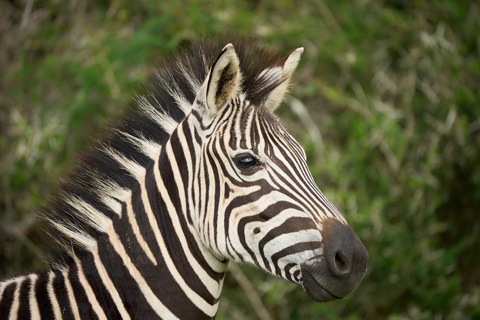 Zebra Savannah Stripes - Free photo on Pixabay