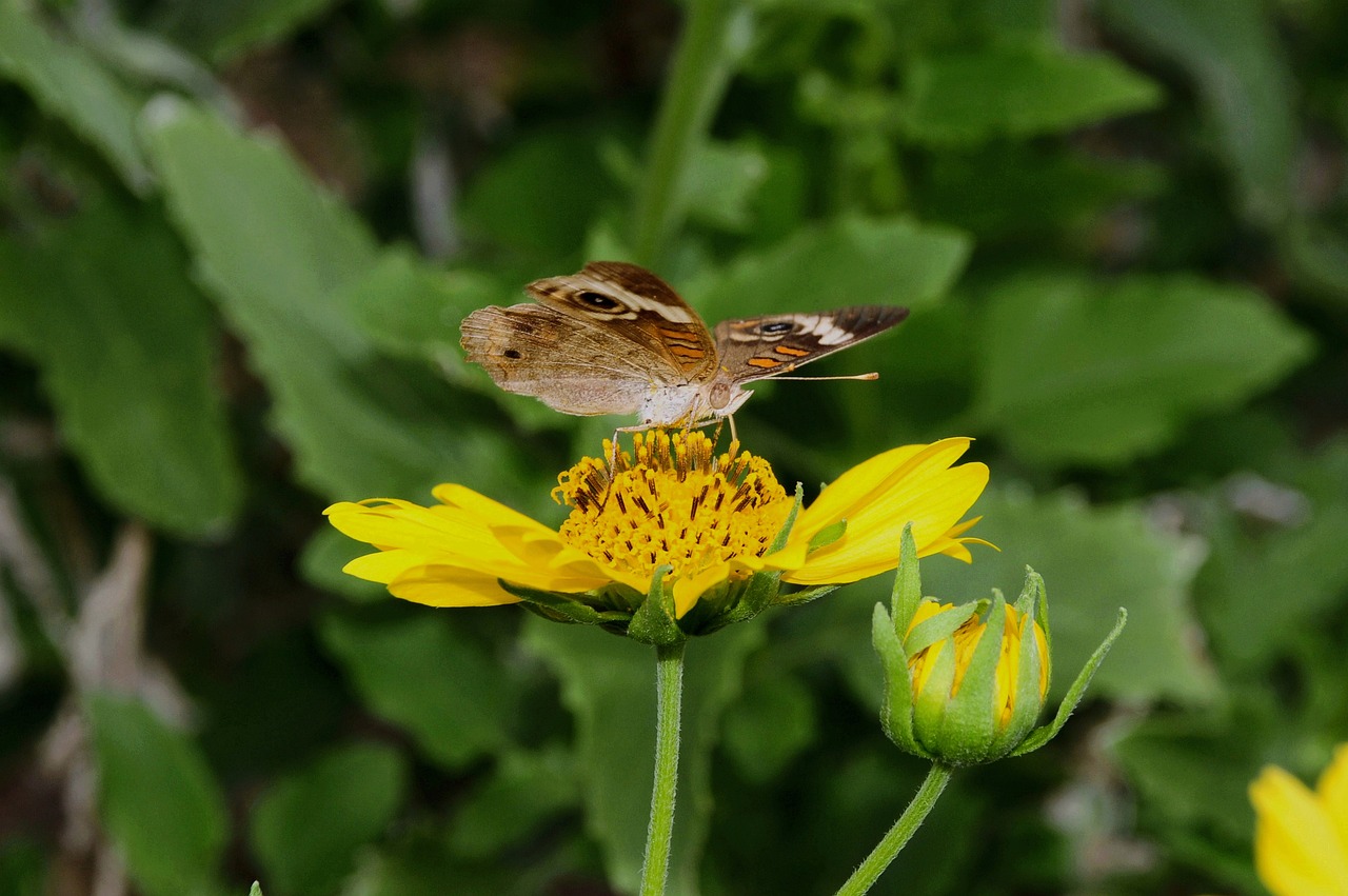 Butterfly Nature Flower - Free photo on Pixabay