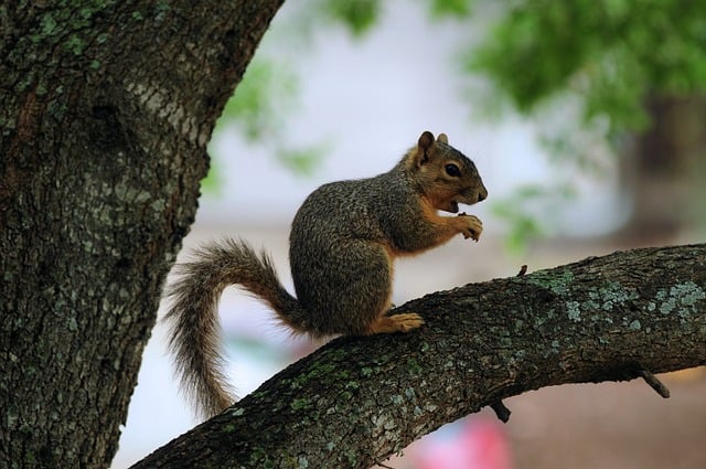 Squirrel Animal Nature - Free photo on Pixabay