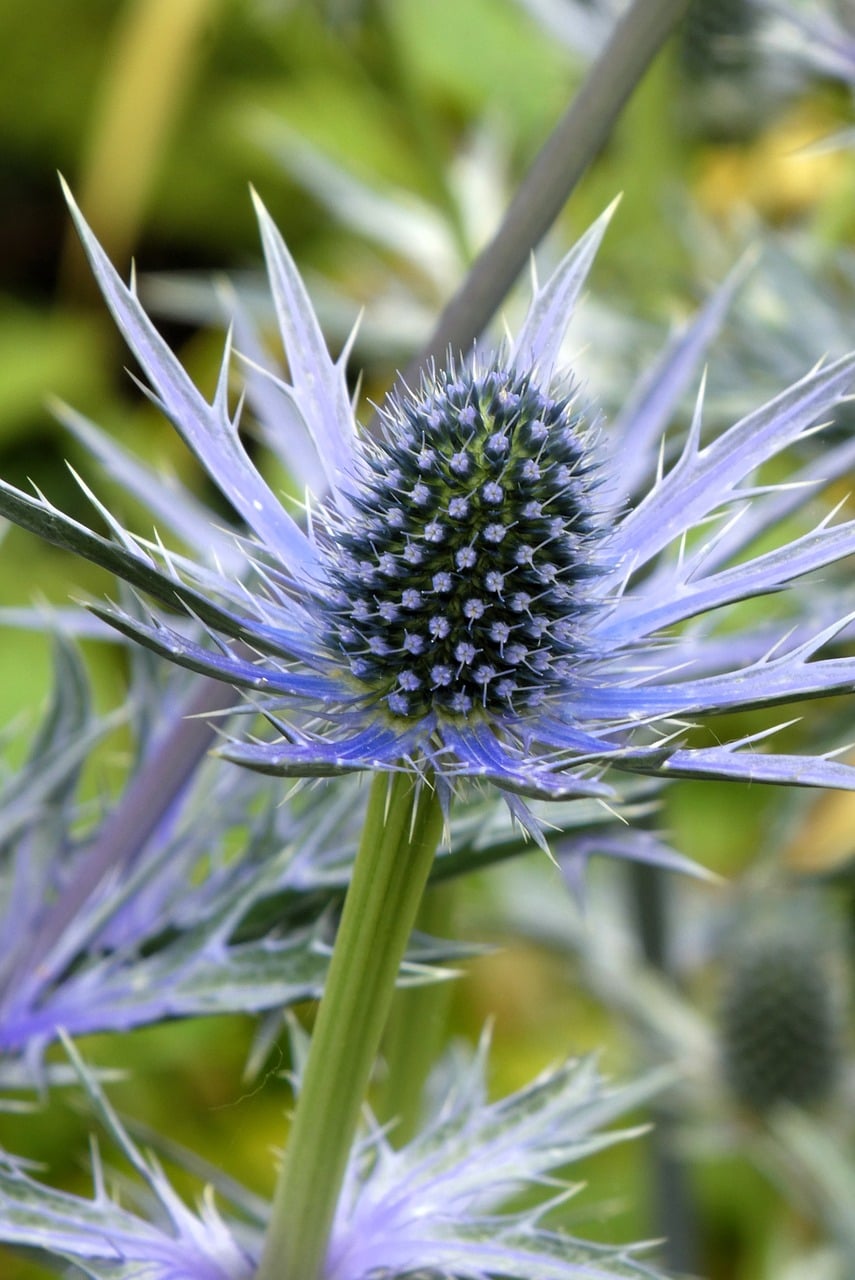 Blue Thistle Flower Nature Garden - Free photo on Pixabay