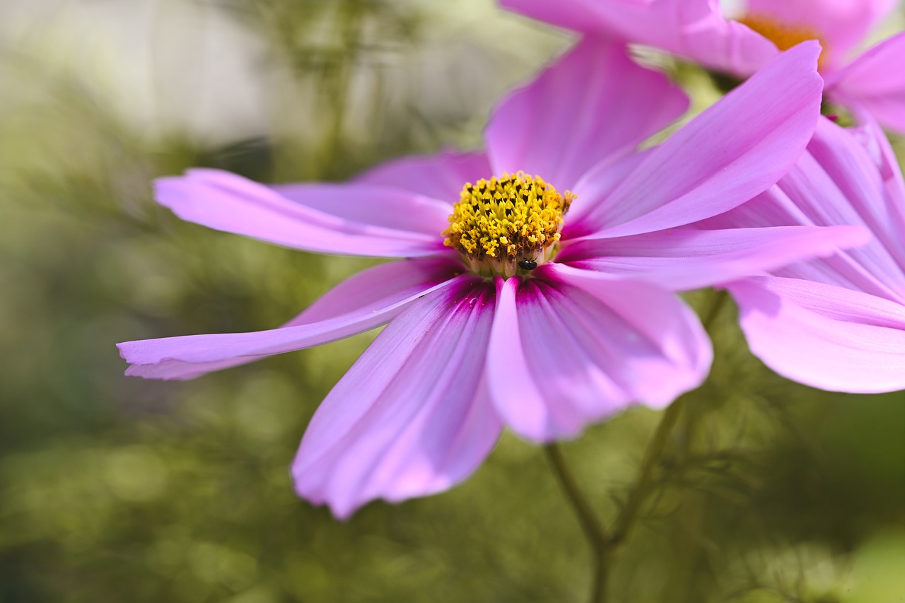 Flower Pink Detail - Free photo on Pixabay
