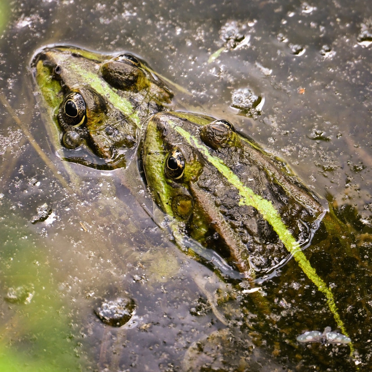 Frogs Pond Leaves - Free photo on Pixabay