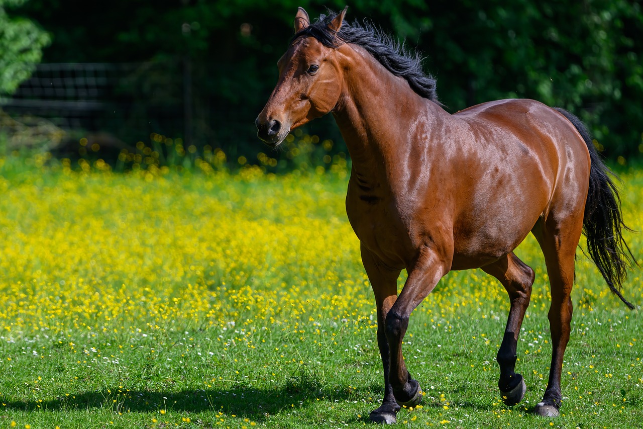 Horse Pasture Yellow Flowers - Free photo on Pixabay