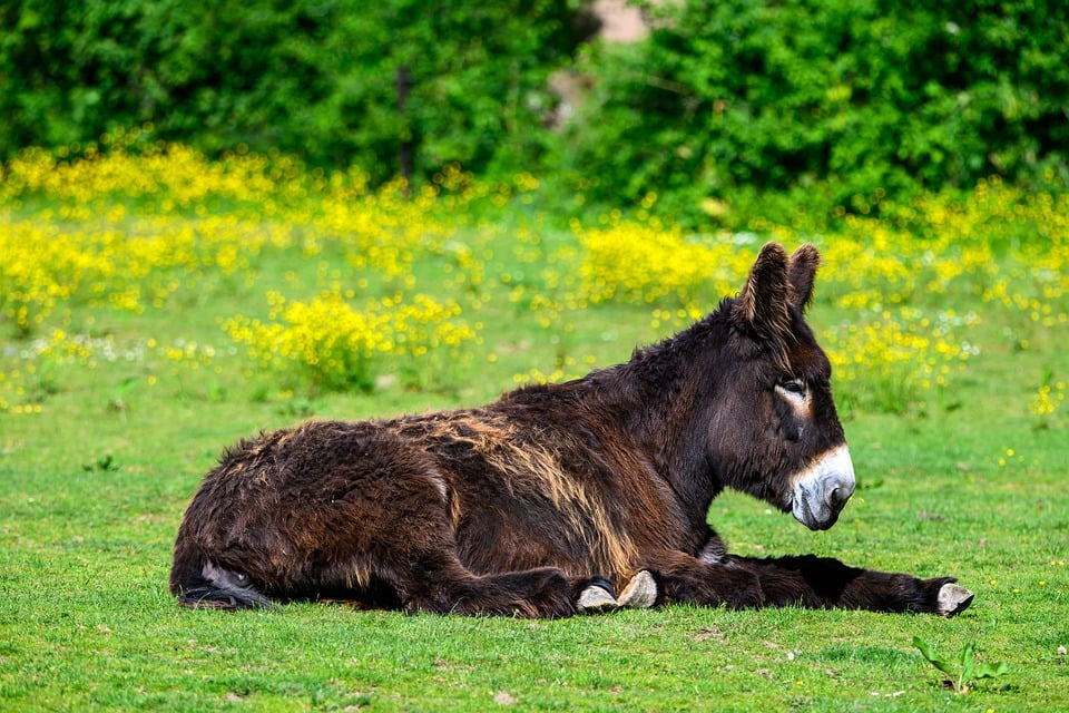 Donkey Animal Meadow - Free photo on Pixabay