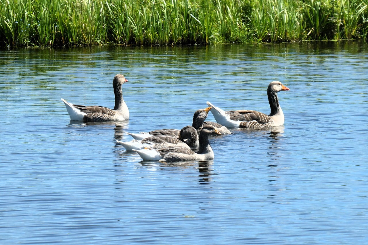 Geese Lake Birds - Free photo on Pixabay