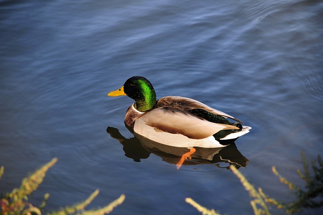 Ente Natur Federn - Kostenloses Foto auf Pixabay
