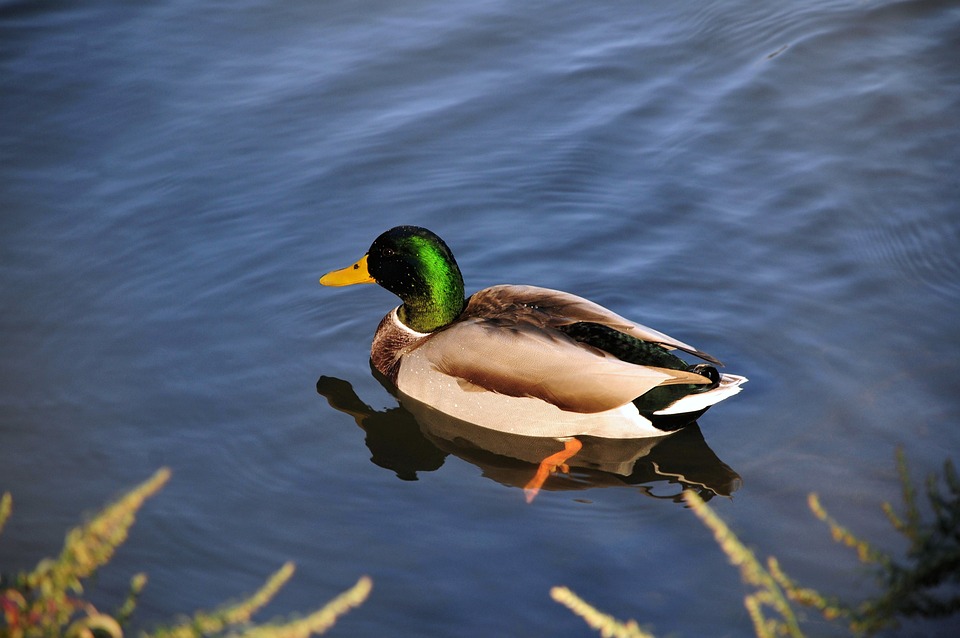 Duck Nature Feathers - Free photo on Pixabay