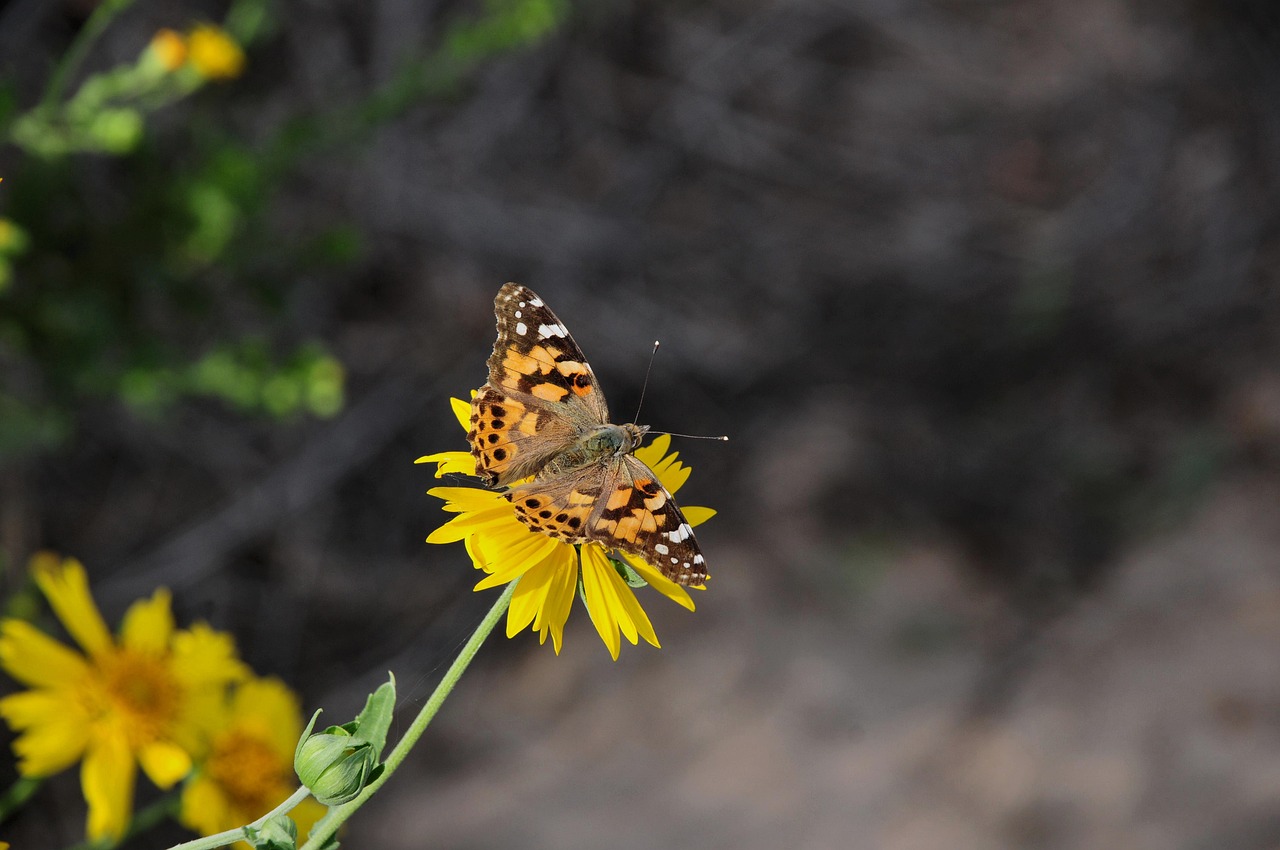 Butterfly Nature Insect - Free photo on Pixabay