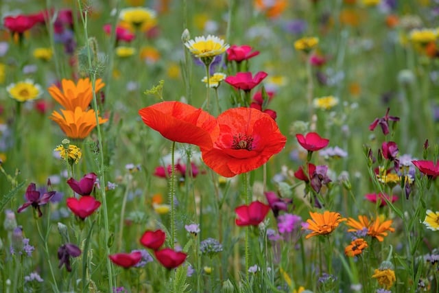 Poppy Wildflower Summer - Free photo on Pixabay