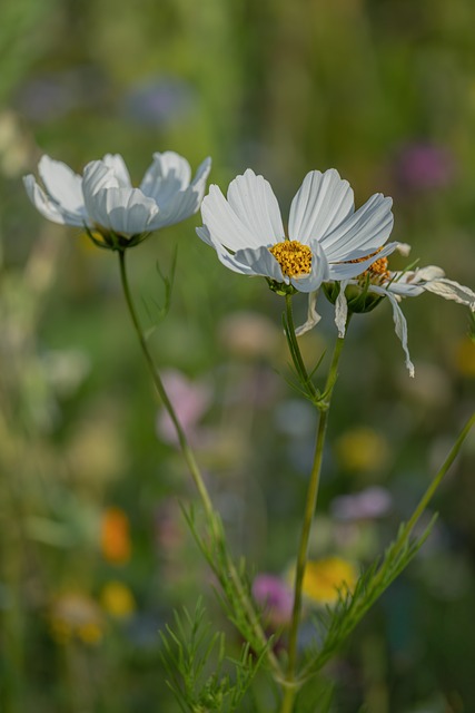 Cosmos Flower White - Free photo on Pixabay