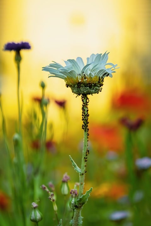 Flower Yellow Background Nature - Free photo on Pixabay