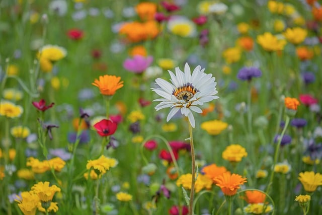 Meadow Flower Daisy - Free photo on Pixabay
