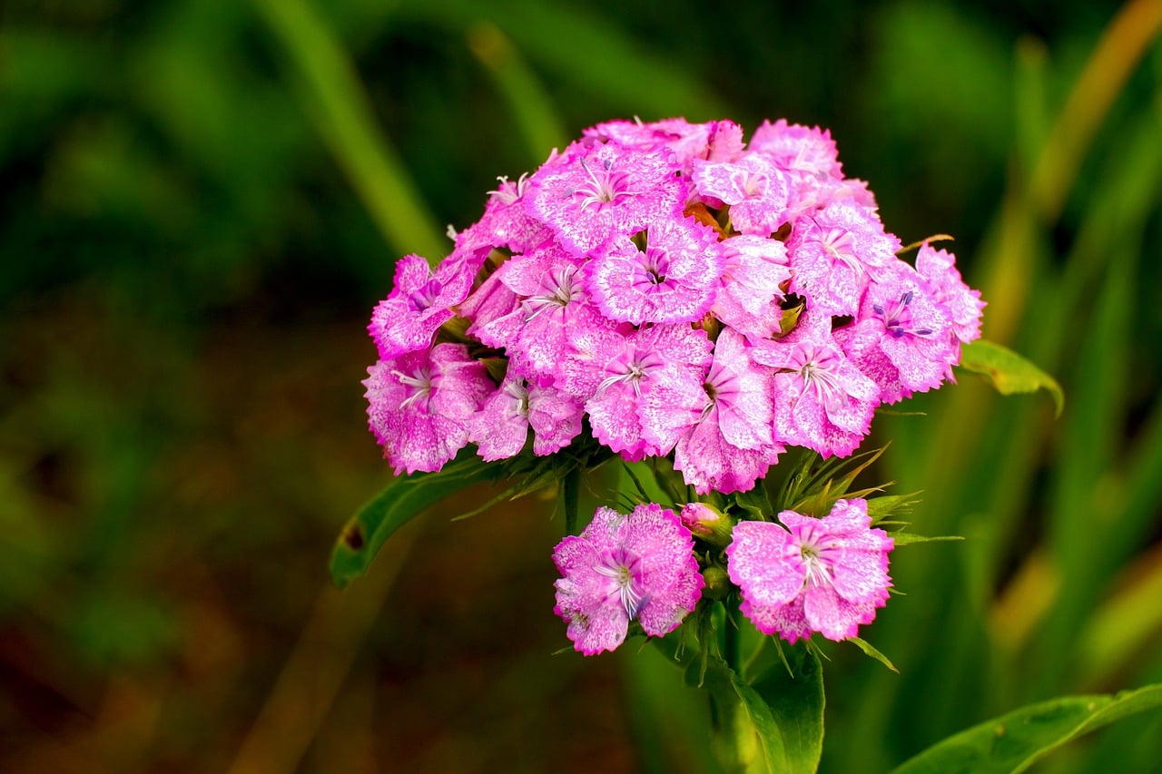 Pink Carnation Flower - Free photo on Pixabay