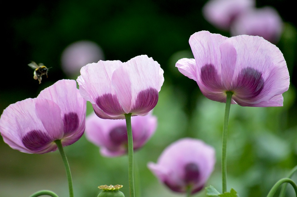 Poppy Flowers Pink - Free photo on Pixabay