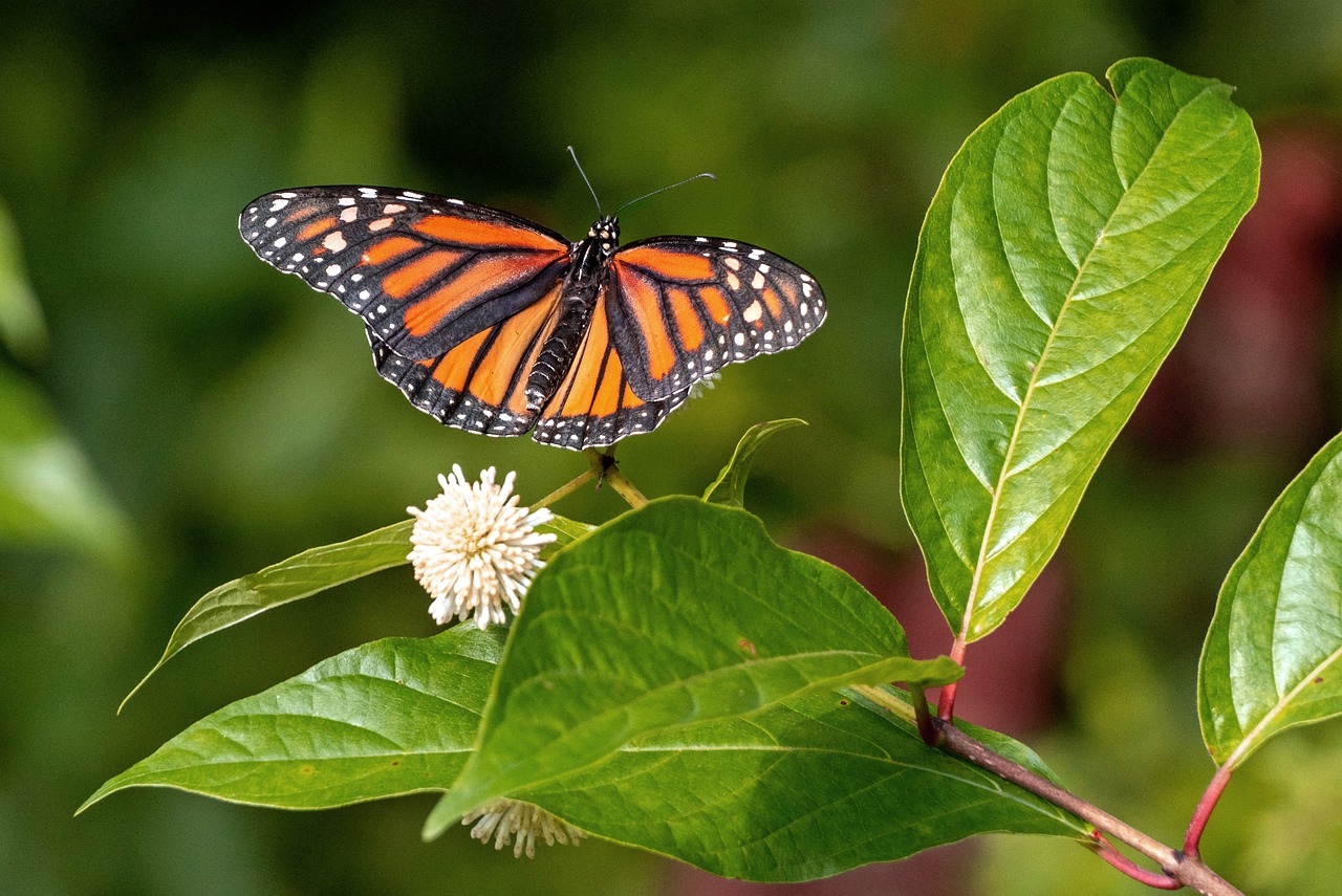Butterfly Nature Monarch - Free photo on Pixabay