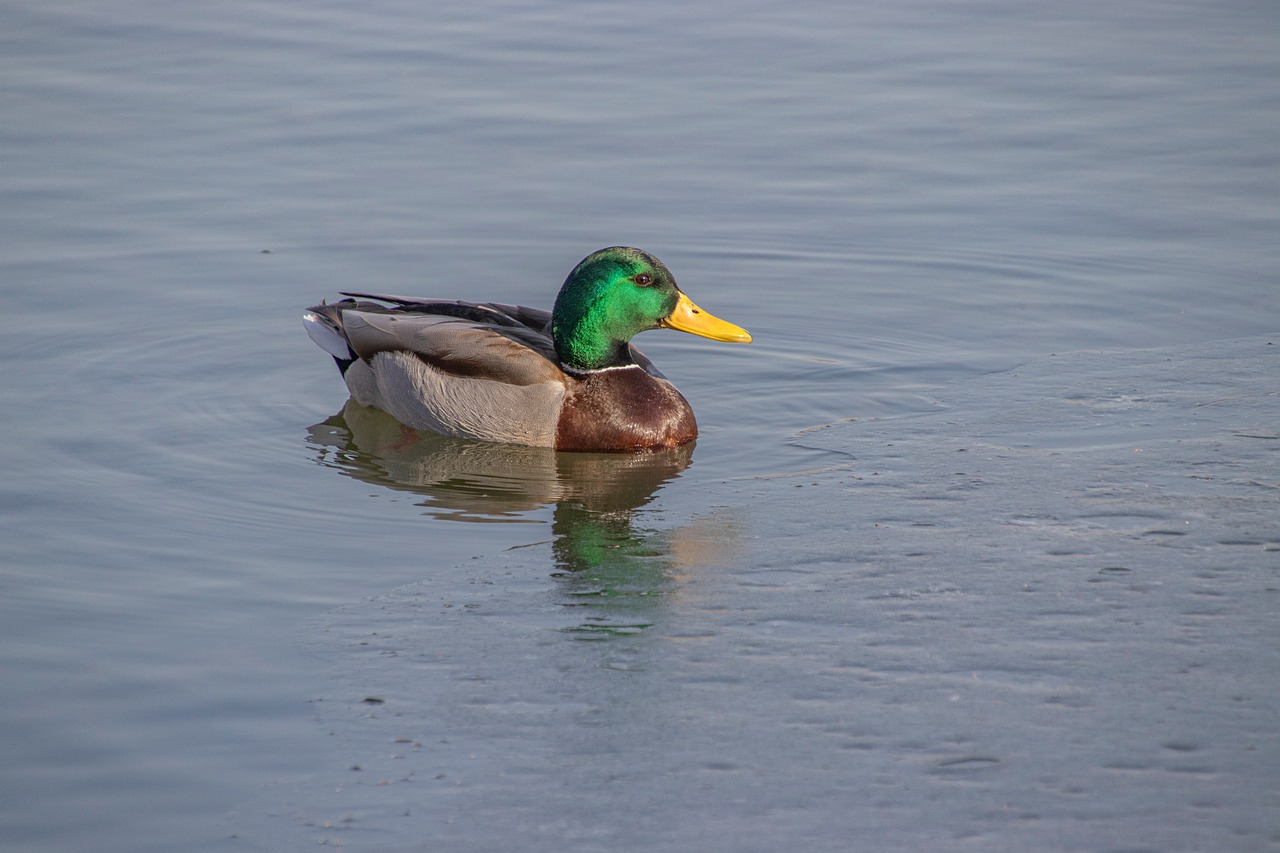 Duck Nature Birdlife - Free photo on Pixabay