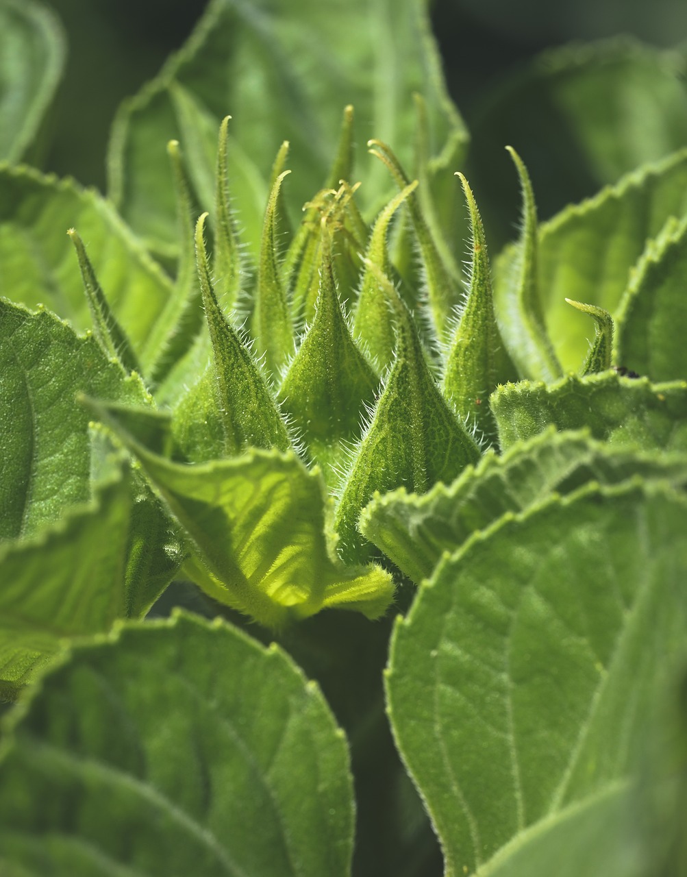 Sunflower Plant Leaves Green Color - Free photo on Pixabay