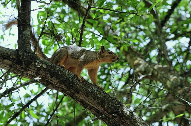 Squirrel Nature Trees - Free photo on Pixabay