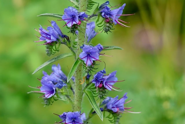 Common Viper'S Bugloss Blue - Free photo on Pixabay