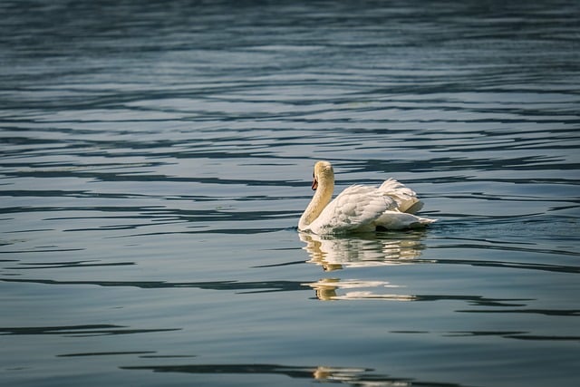 Swan Lake Water - Free photo on Pixabay