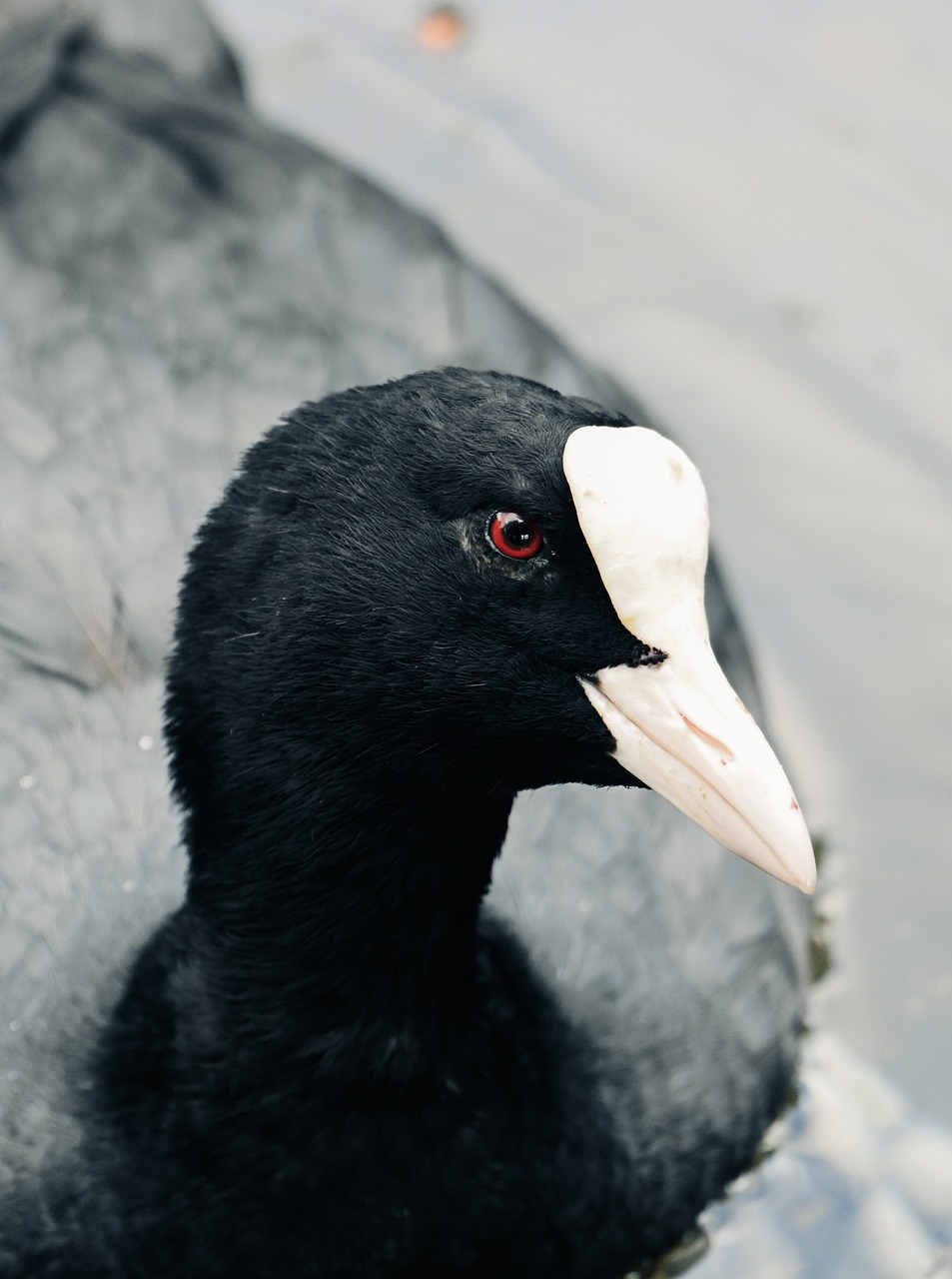 Crow Black Bird Beak Red - Free photo on Pixabay
