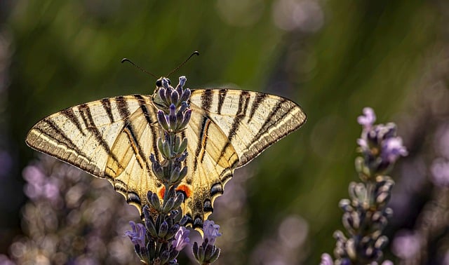 Butterfly Lavender Macro - Free photo on Pixabay
