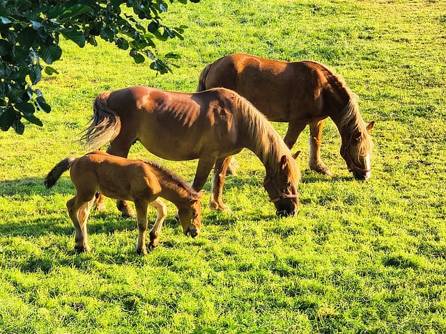 Horses Foal Pasture - Free photo on Pixabay