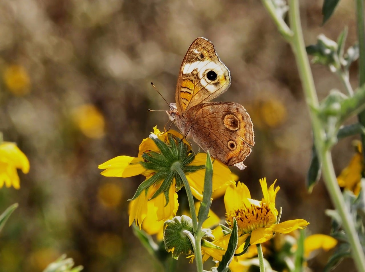 Butterfly Nature Insect - Free photo on Pixabay